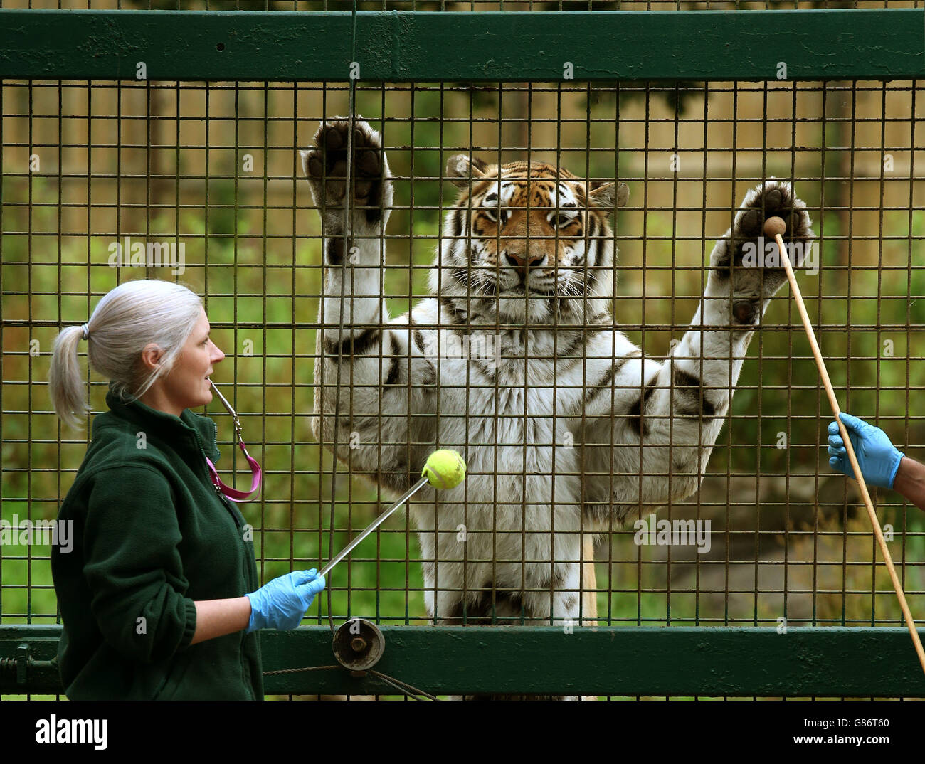 Tiger training at Blair Drummond Safari Park Stock Photo - Alamy