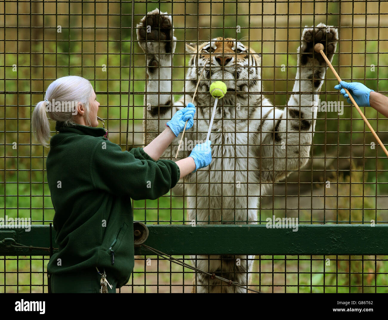 As the keeper goes through target training for husbandry hi-res stock ...