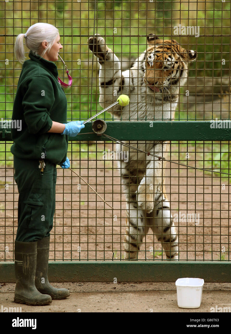 Tiger training at Blair Drummond Safari Park Stock Photo - Alamy