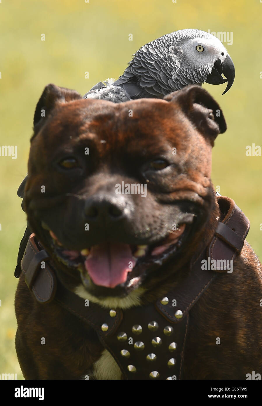 Parrot and dog become friends Stock Photo - Alamy