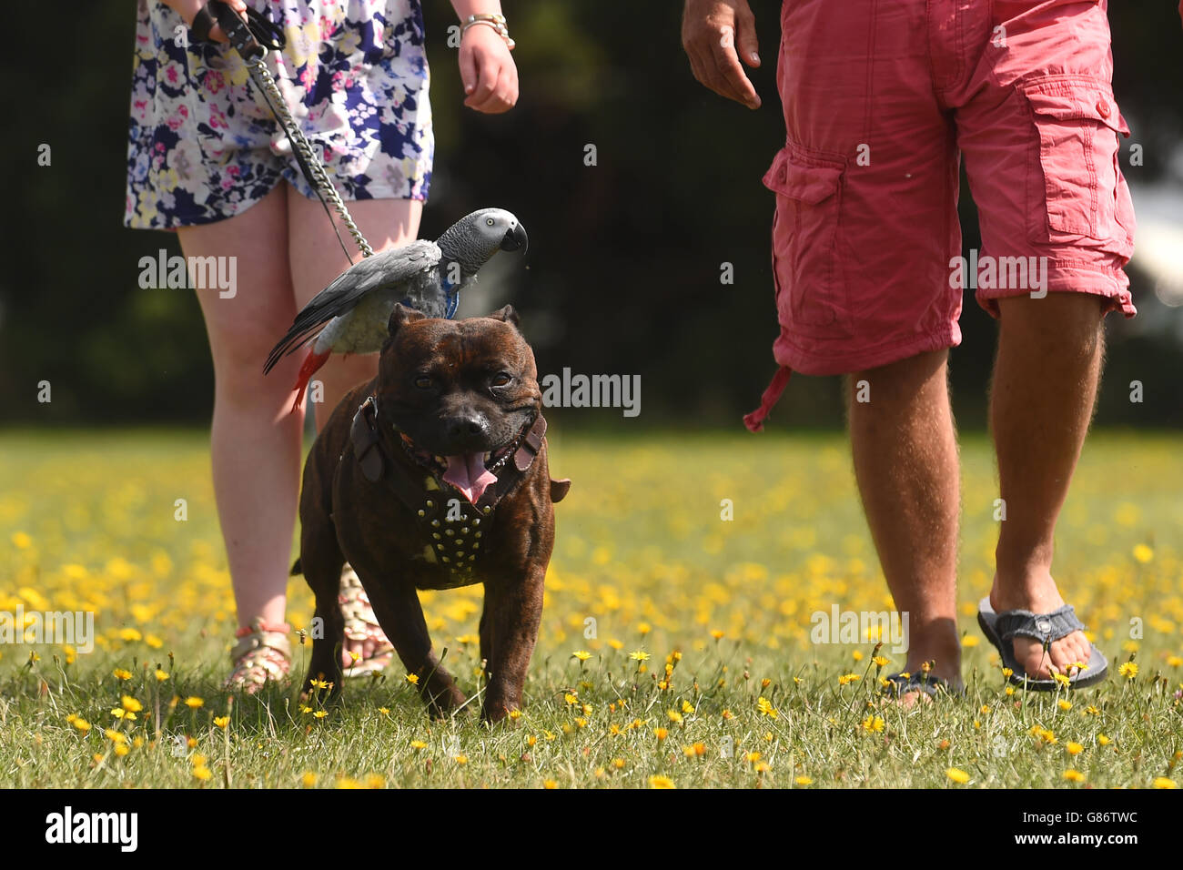 Parrot and dog become friends Stock Photo - Alamy