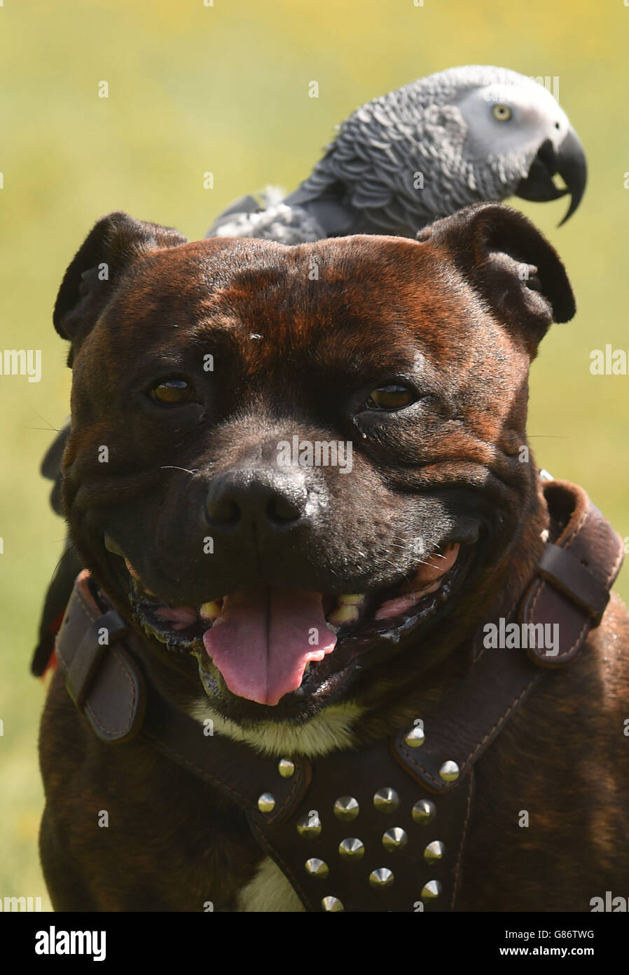 Cracker, an African Grey parrot, sits on the back of Dudley, a ...