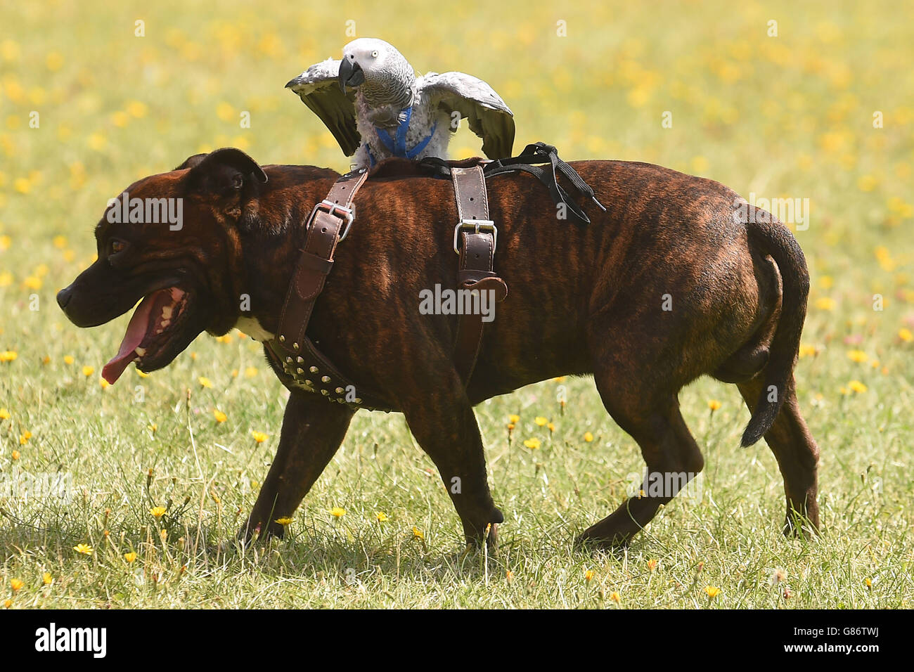 Cracker, an African Grey parrot, sits on the back of Dudley, a ...