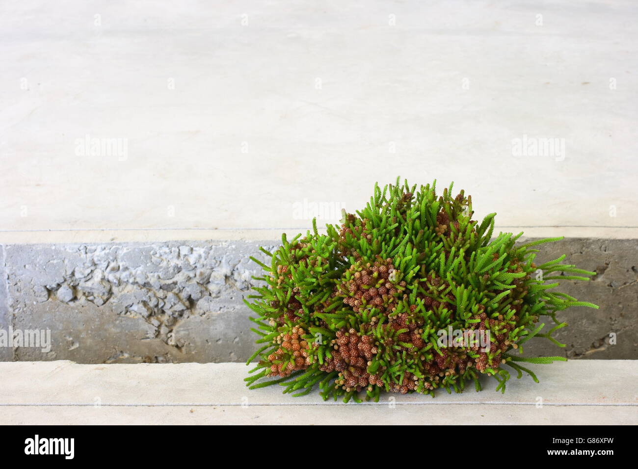 Step flowers hi-res stock photography and images - Alamy