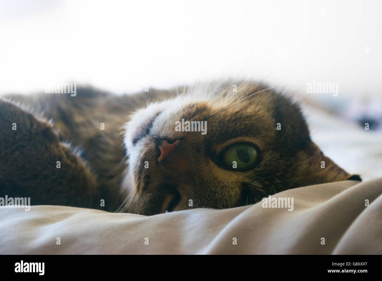 Cat upside down Stock Photo - Alamy