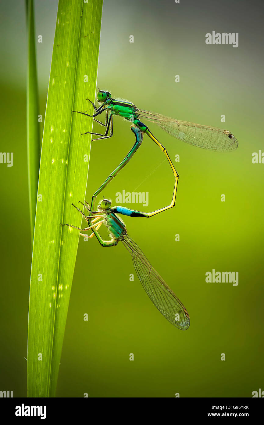 Damselflies mating hi-res stock photography and images - Alamy