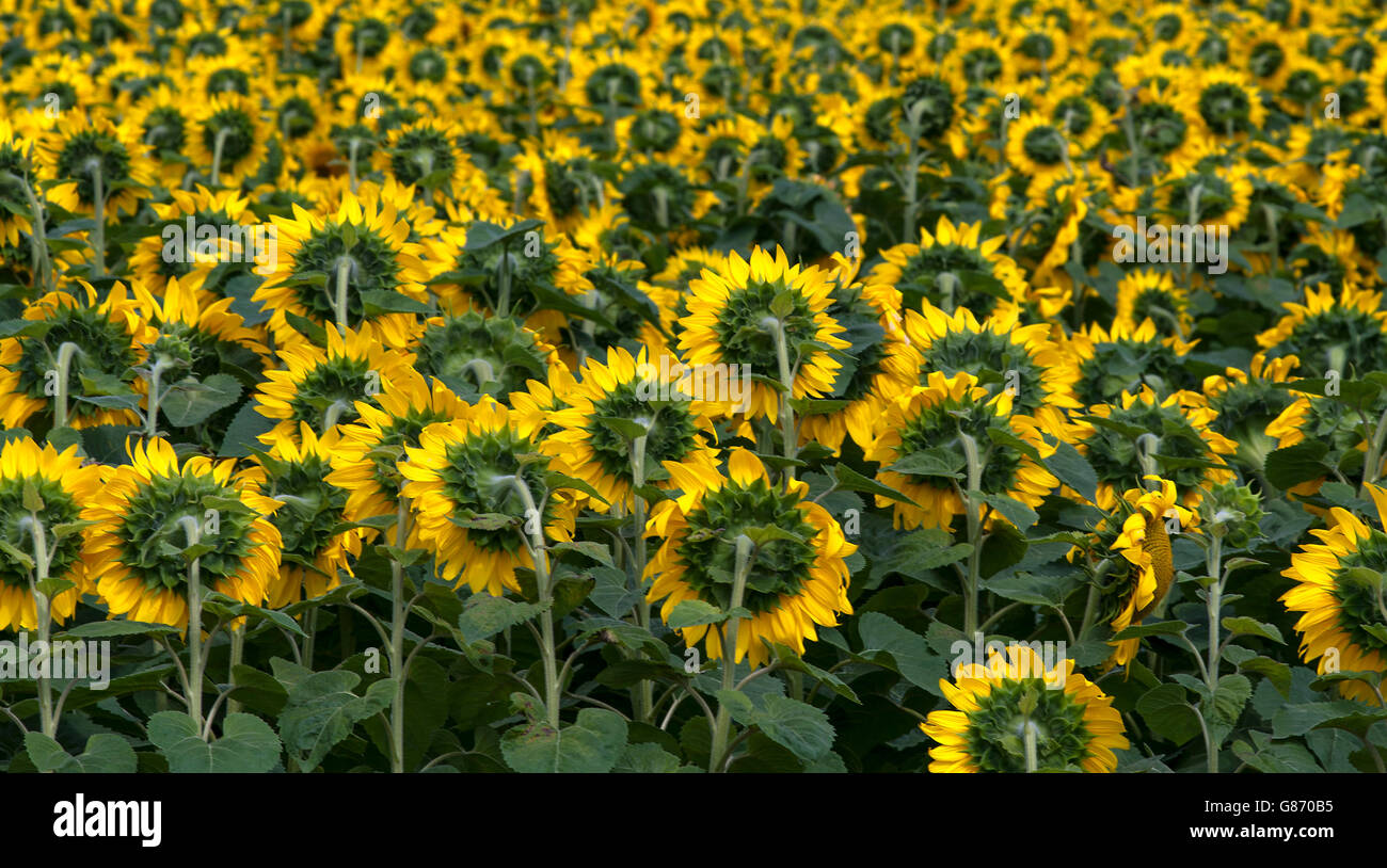 sunflowers as seen from the back Stock Photo - Alamy