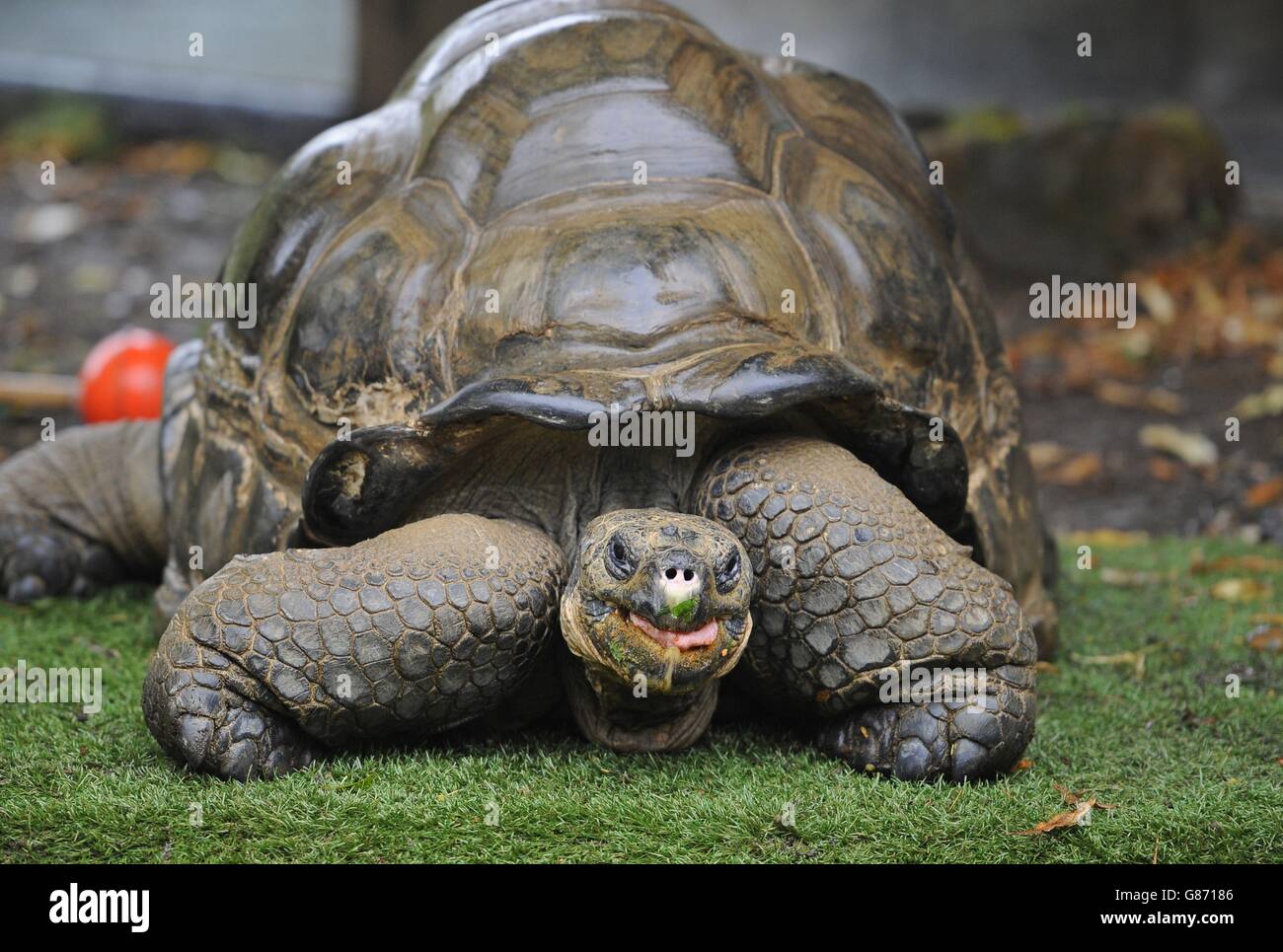 Dirk, a Galapagos Giant tortoise weighing 160 kilograms, gets weighed ...
