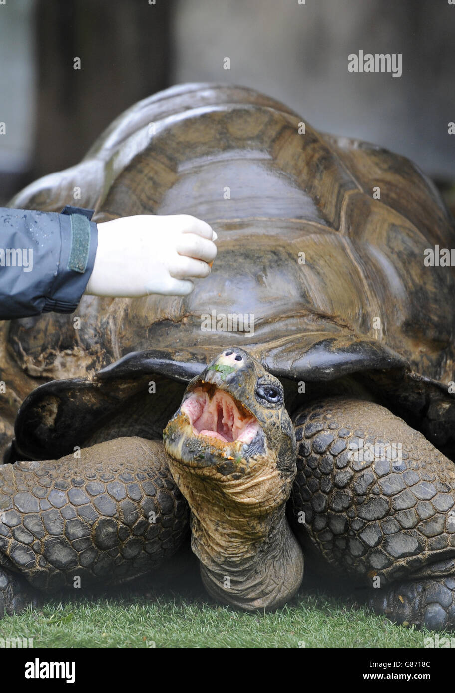 Dirk, a Galapagos Giant tortoise weighing 160 kilograms, gets weighed ...