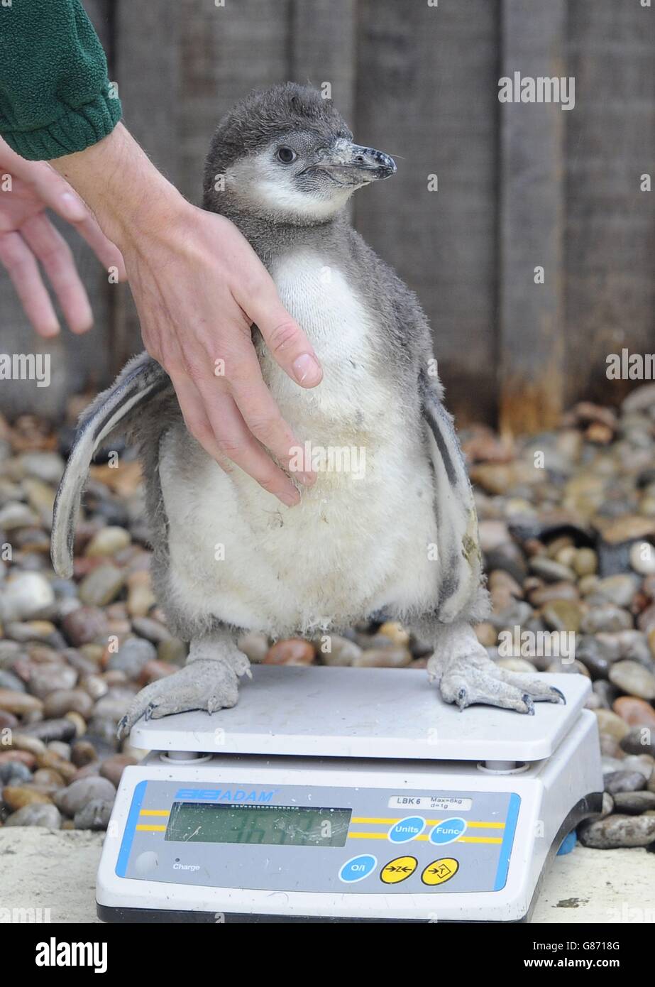 A penguin chick is weighed by zookeeper Carl Ashworth as part the ...