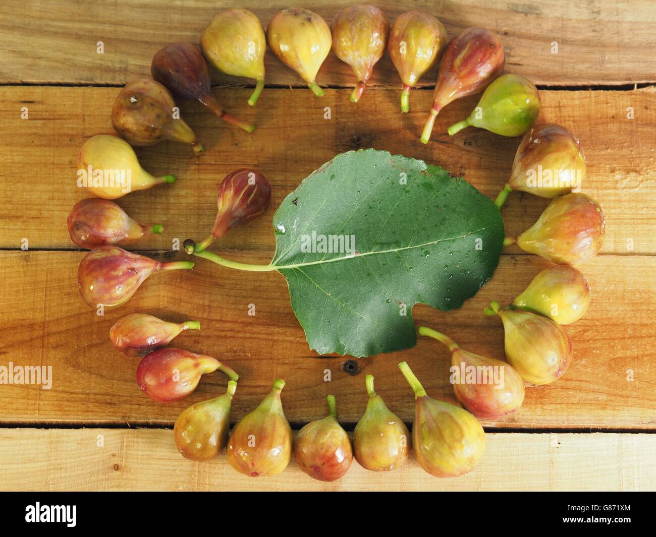 Fig circle hi-res stock photography and images - Alamy