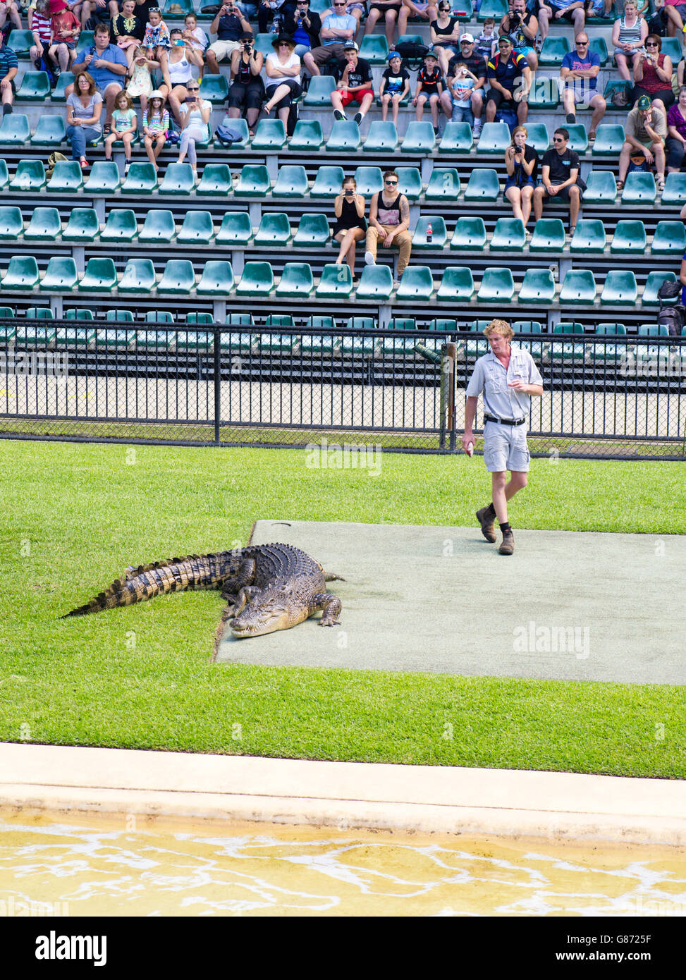 A trainer feeds a crocodile as a part of a show at the Austrailian Zoo ...