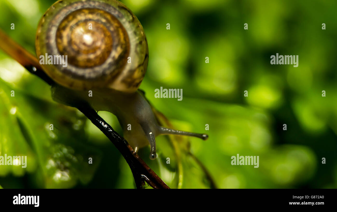 Snail on a mission Stock Photo - Alamy