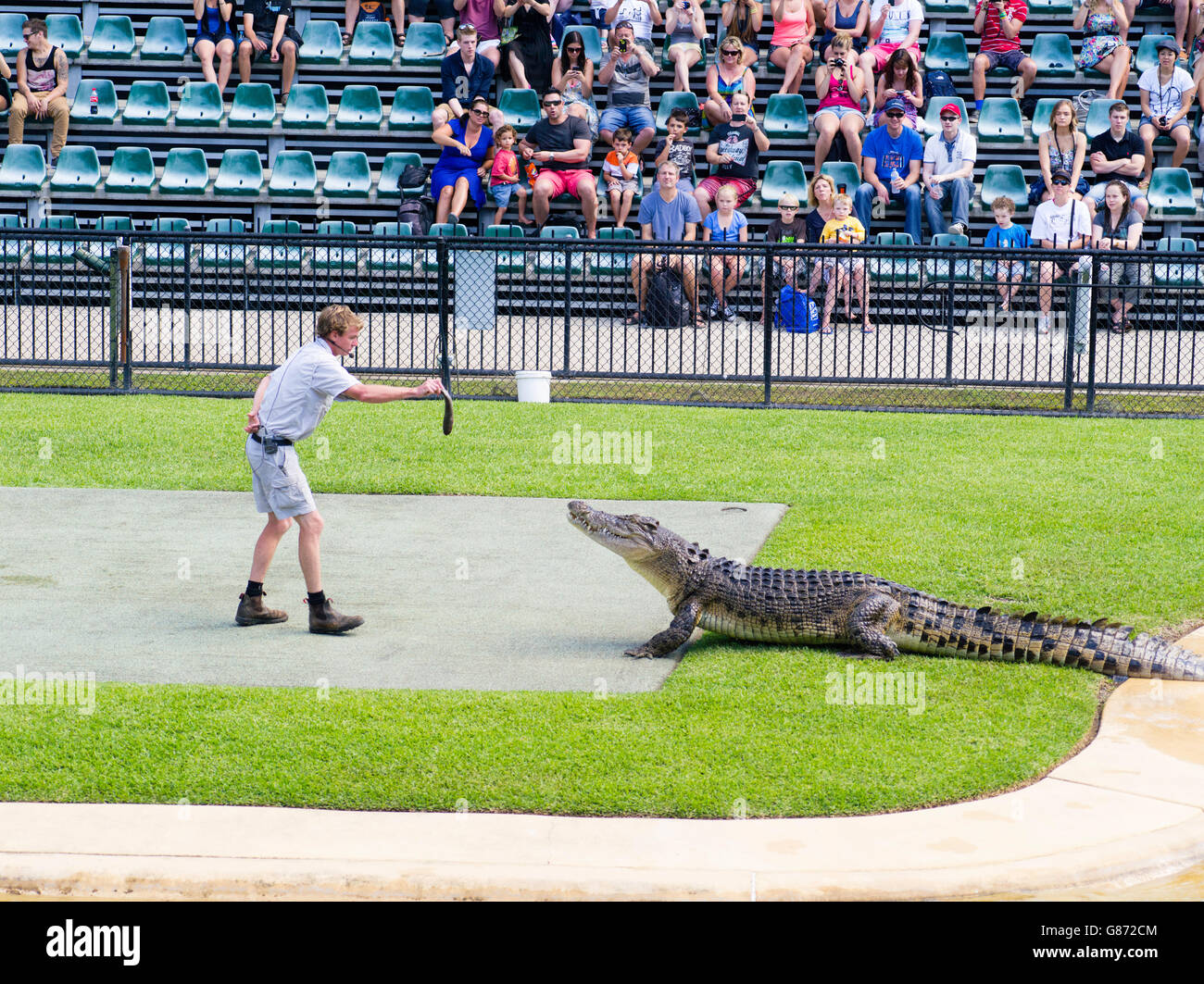 A trainer feeds a crocodile as a part of a show at the Austrailian Zoo ...