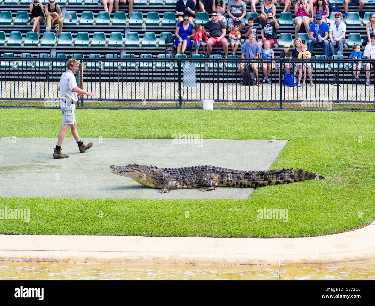 A trainer feeds a crocodile as a part of a show at the Austrailian Zoo ...