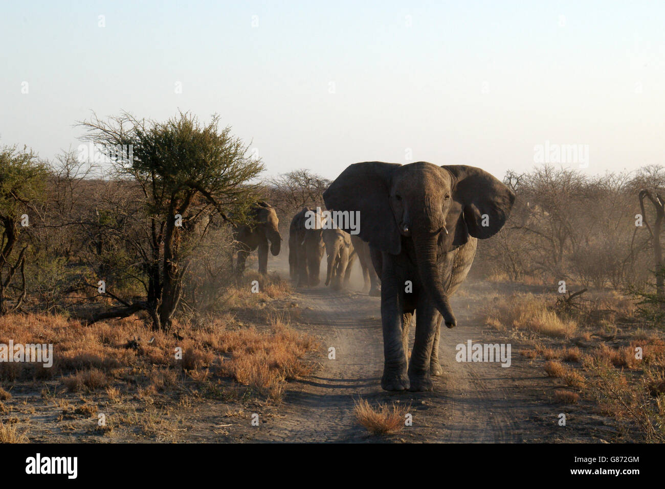 Elephants on safari track hi-res stock photography and images - Alamy