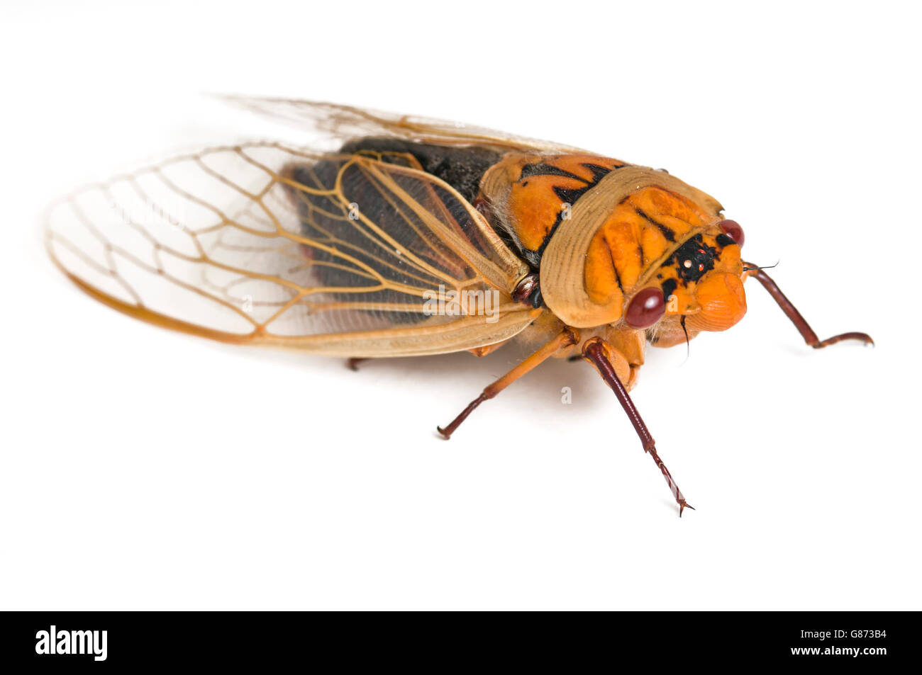 Yellow Monday cicada, the yellow form of the Australian Greengrocer ...