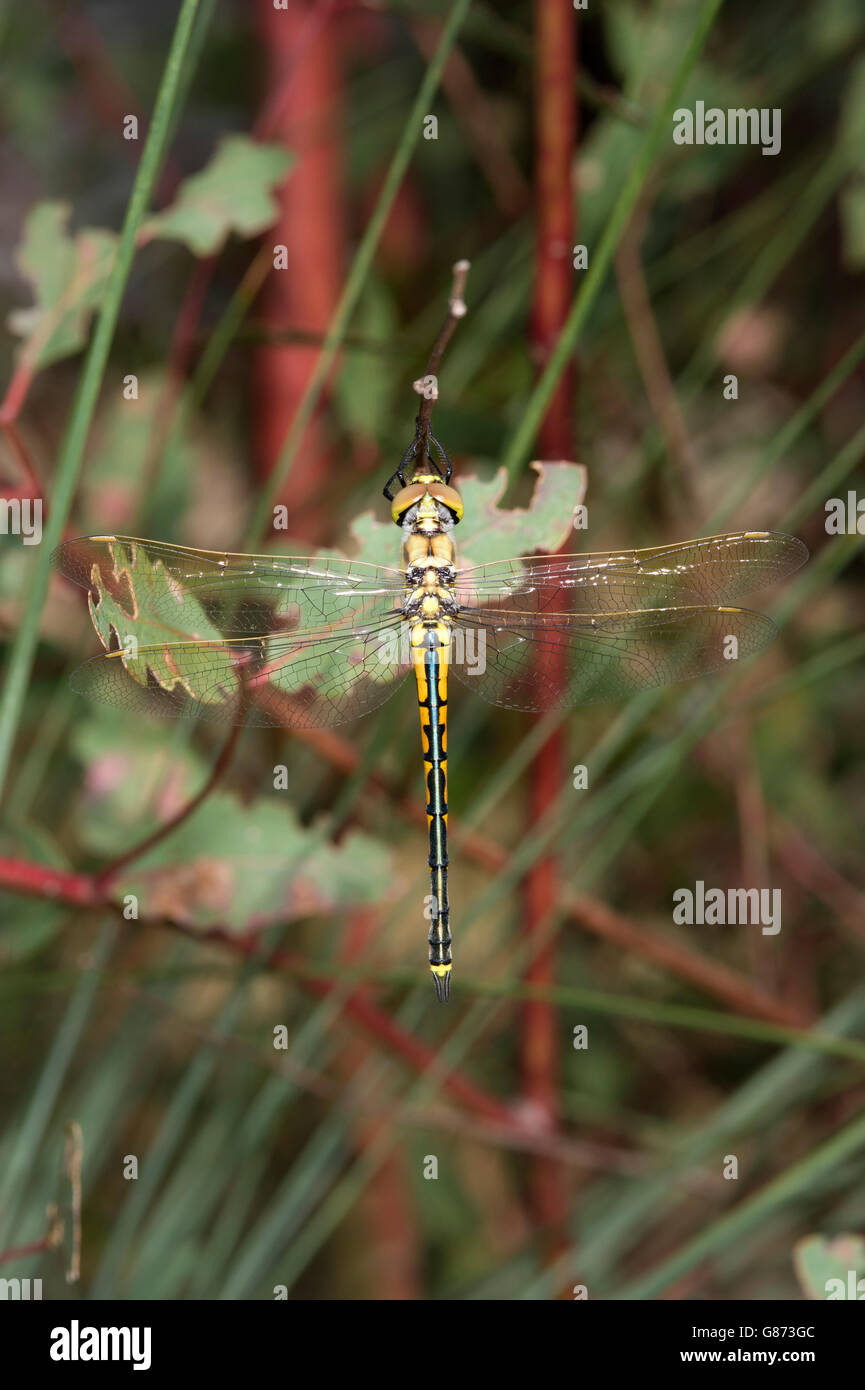 Australian dragonfly hi-res stock photography and images - Alamy