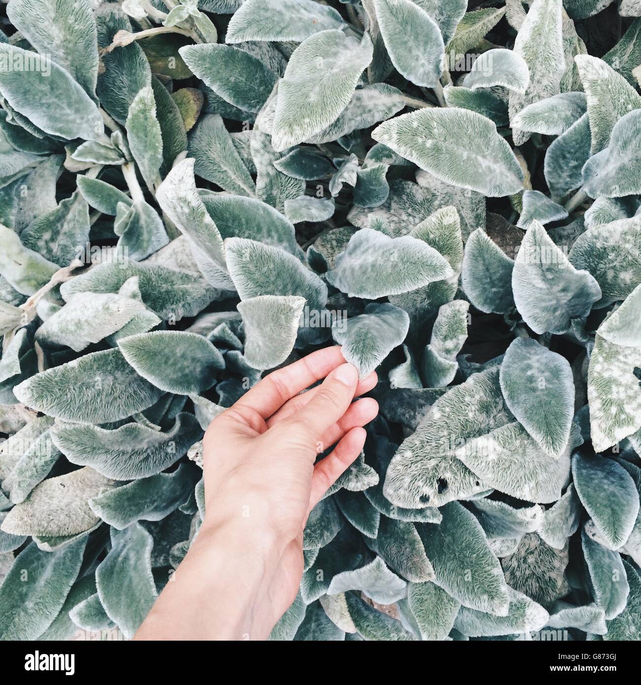 Human hand touching leaves Stock Photo - Alamy
