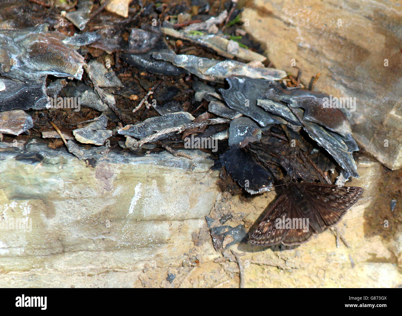 Duskywing butterfly hi-res stock photography and images - Alamy
