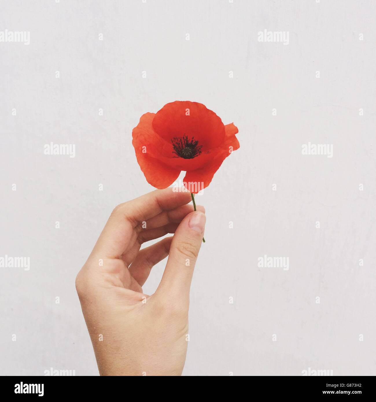 Hand holding poppy hi-res stock photography and images - Alamy