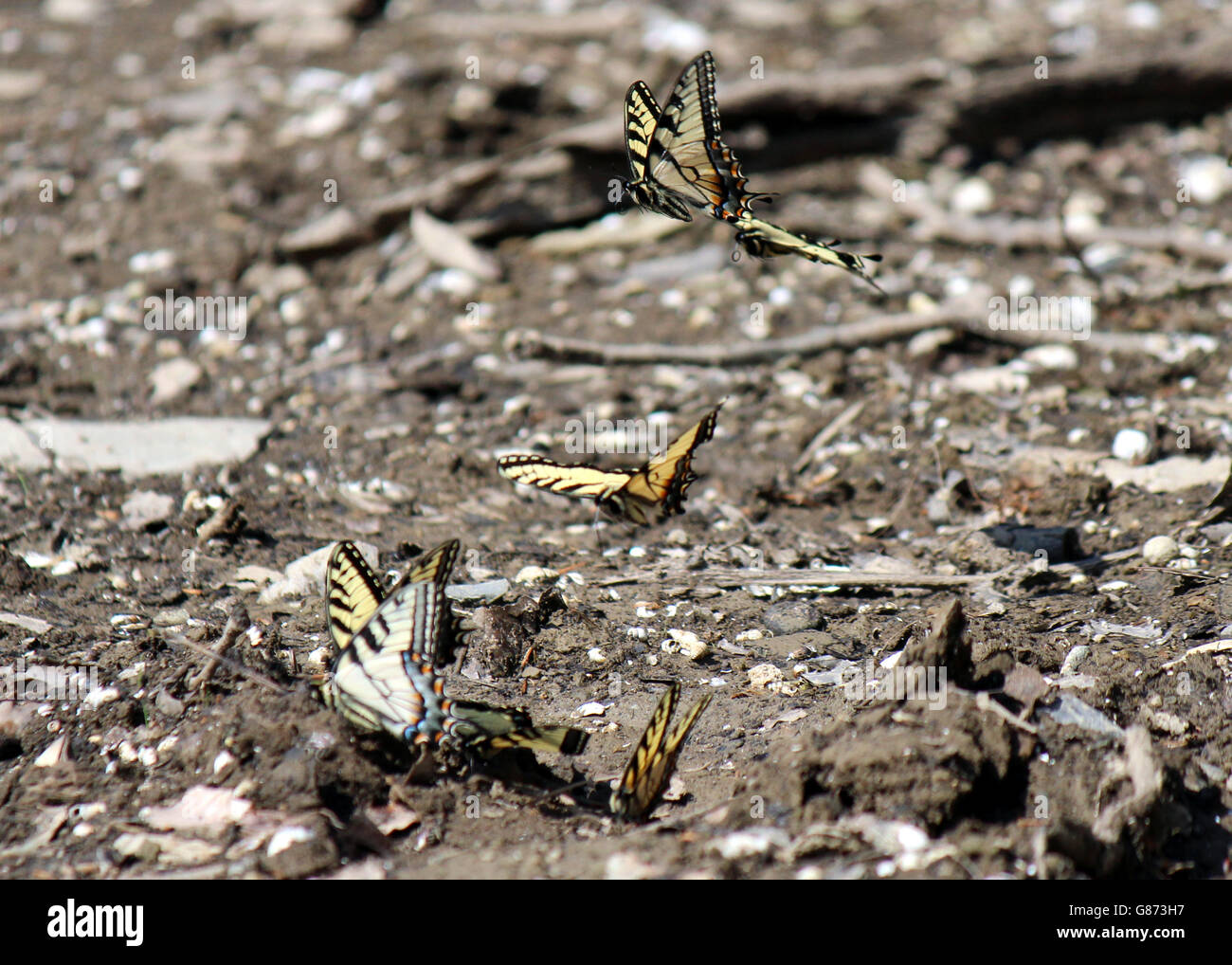 Butterfly in mud hi-res stock photography and images - Alamy