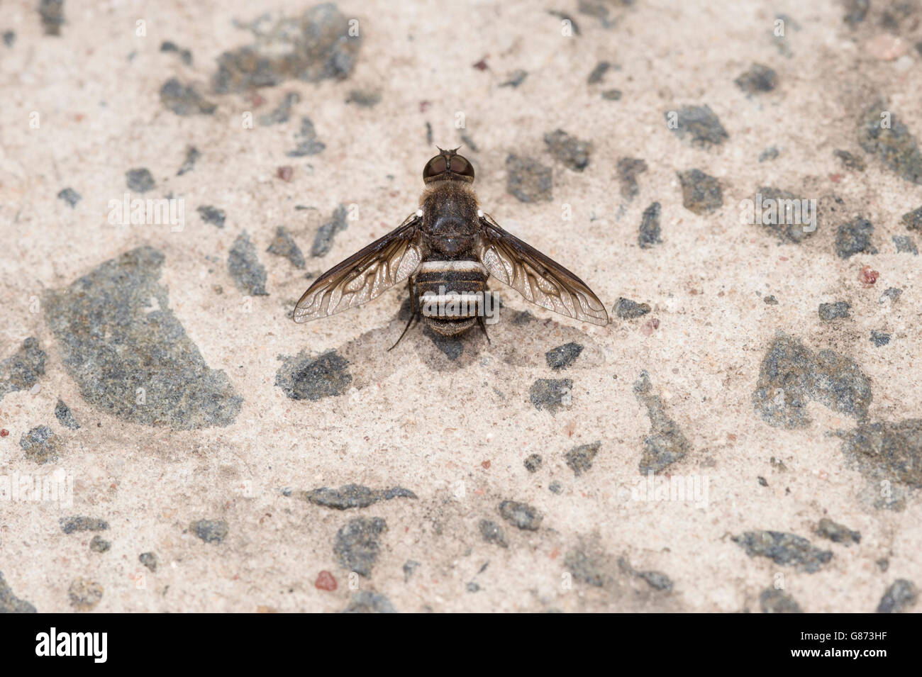 Bombyliidae diptera hi-res stock photography and images - Alamy