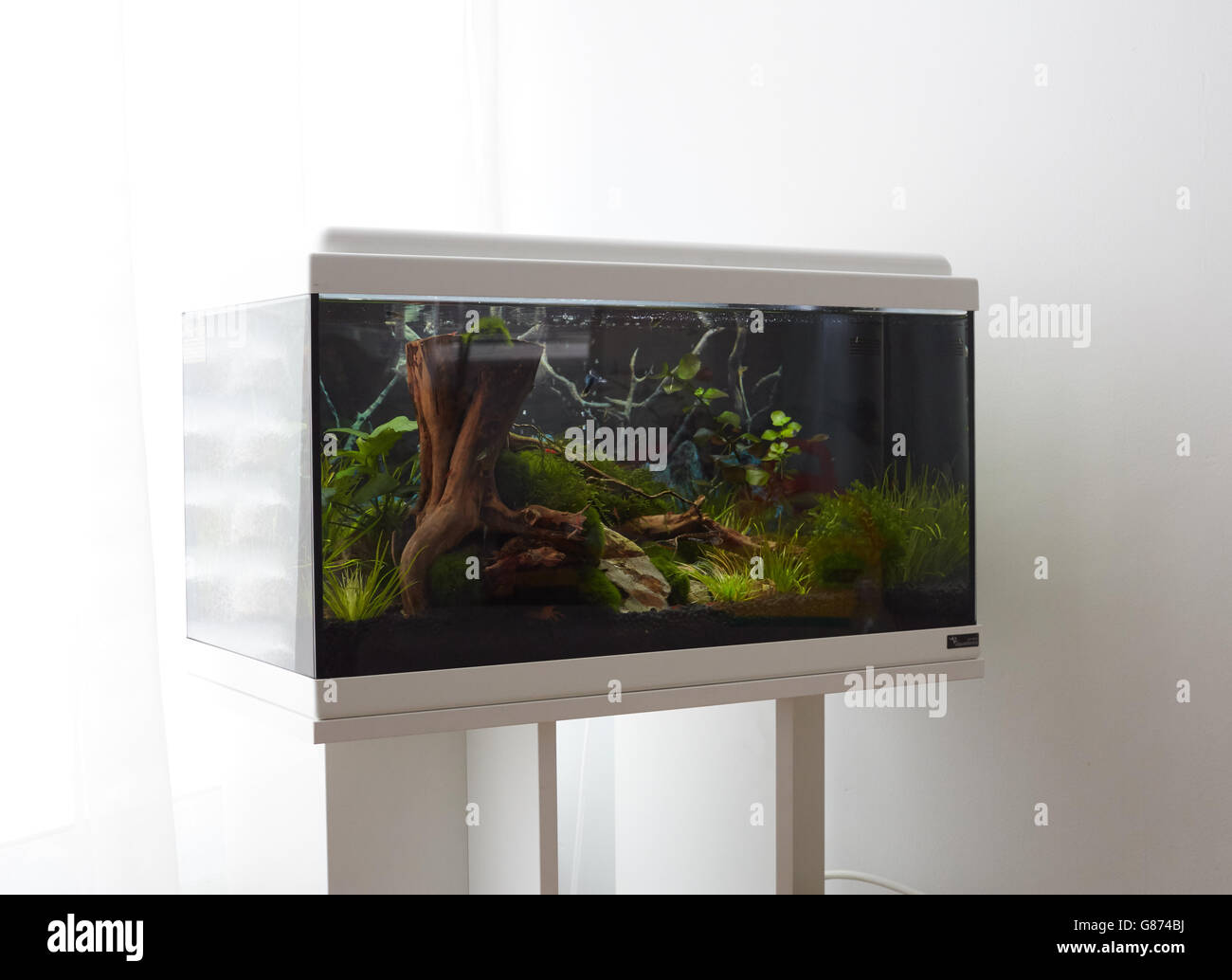 Home aquarium sweet water fish hi-res stock photography and images - Alamy