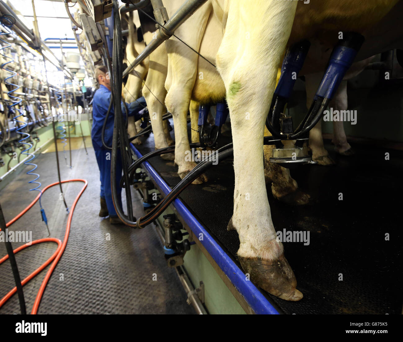 Farmer william westacott milks cows at home farm near sevenoaks hi-res ...