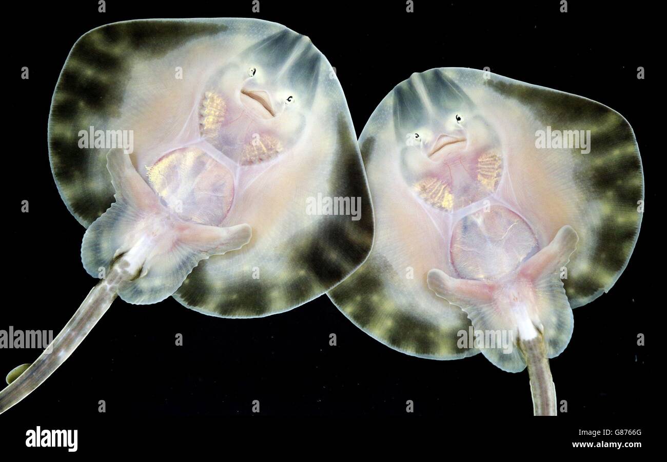 News animals rays hi-res stock photography and images - Alamy