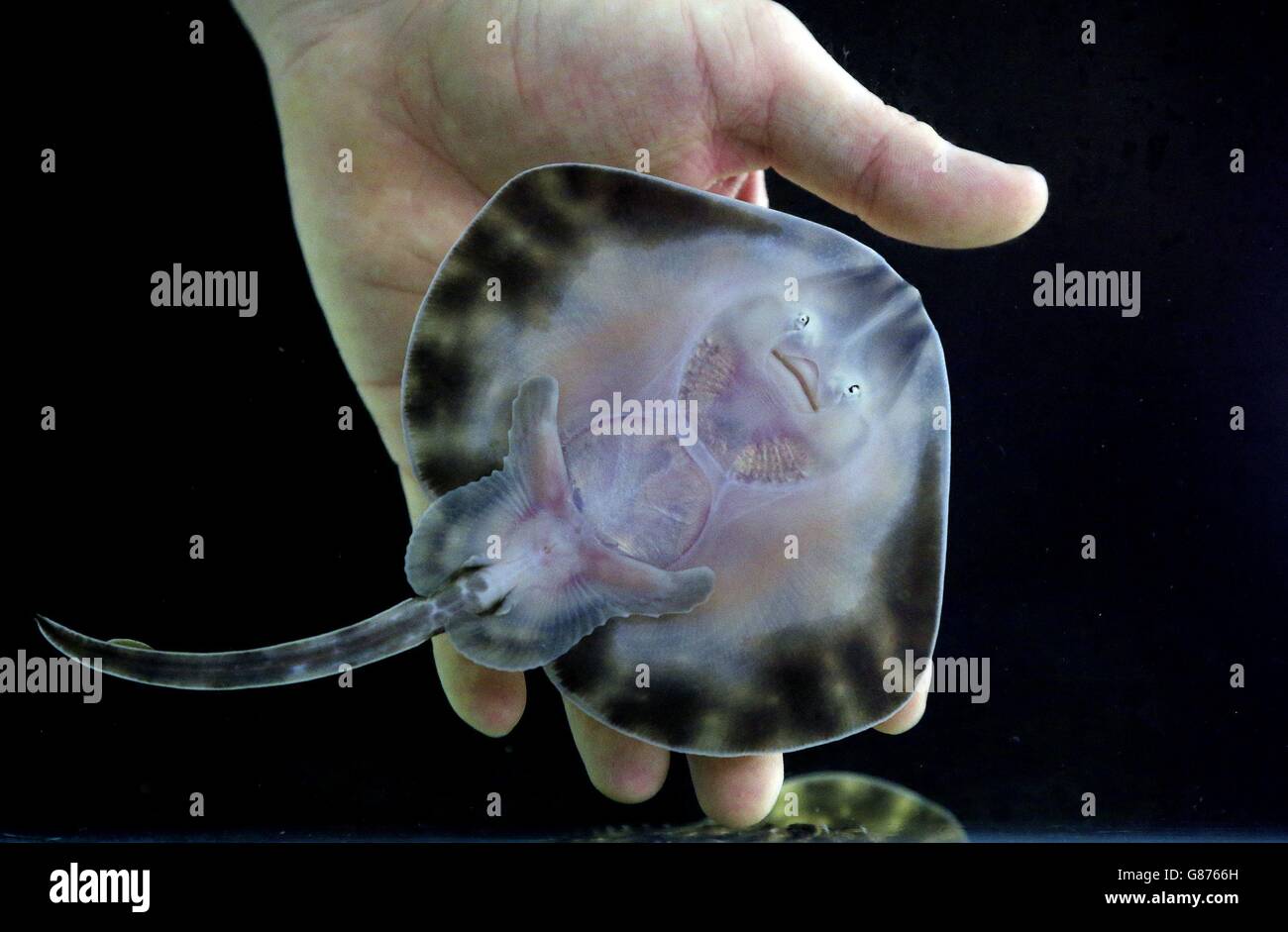 News animals rays hi-res stock photography and images - Alamy