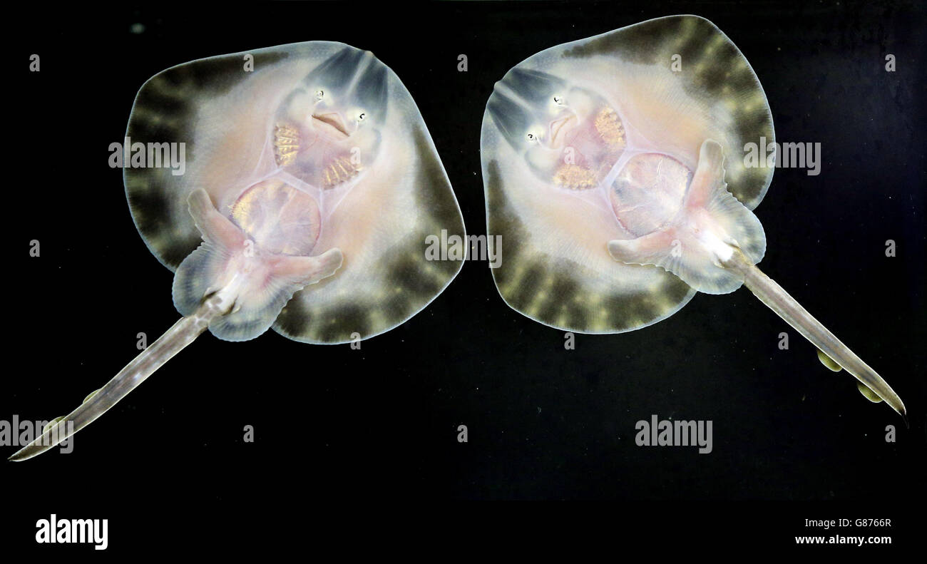 News animals rays hi-res stock photography and images - Alamy