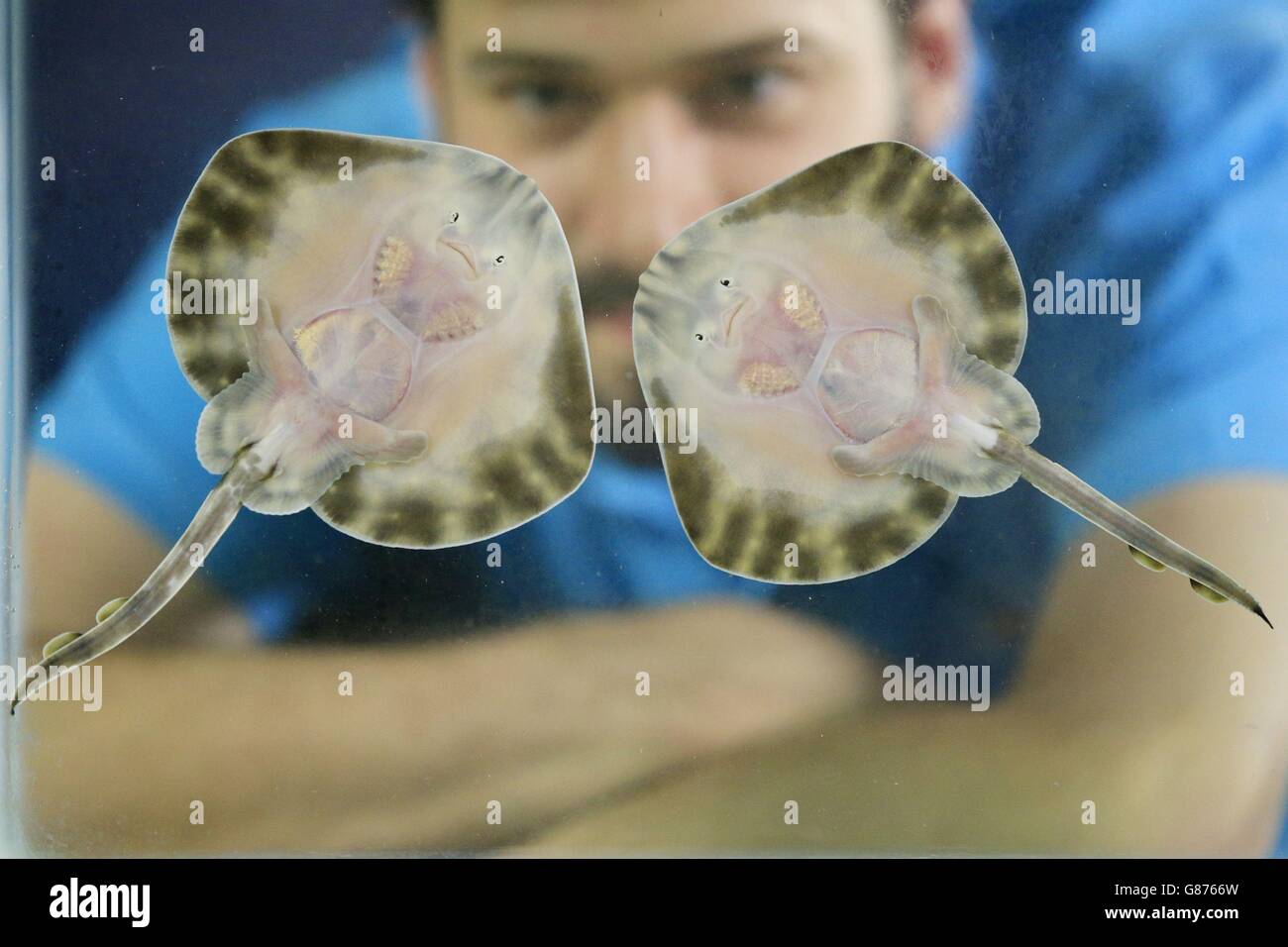 Matt howarth hi-res stock photography and images - Alamy