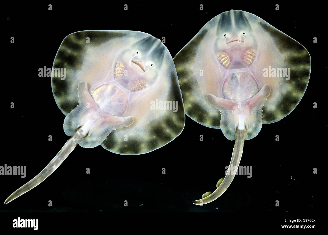 Two endangered 10cm baby undulate rays which were born last month at ...