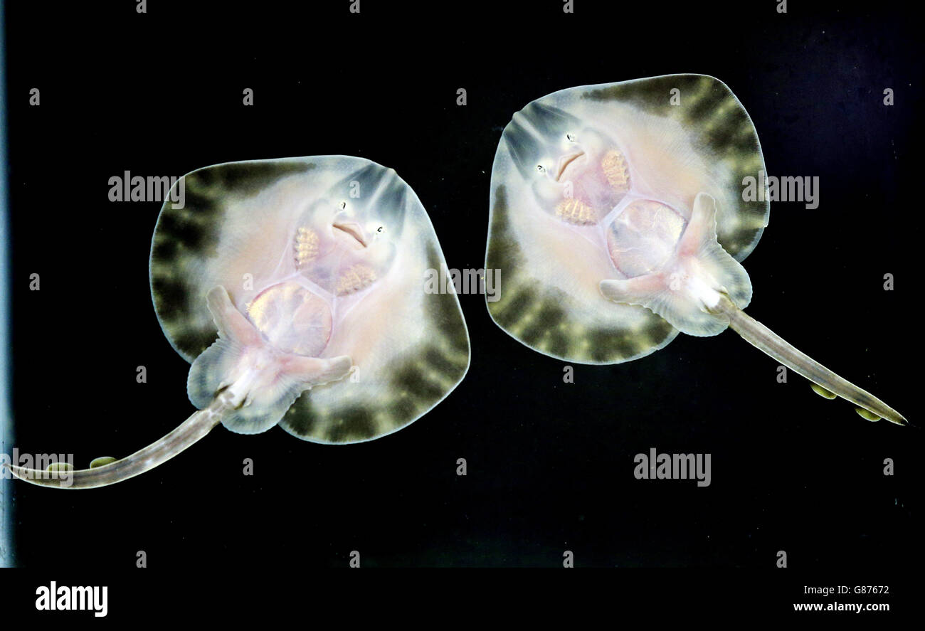 Baby undulate rays Stock Photo - Alamy