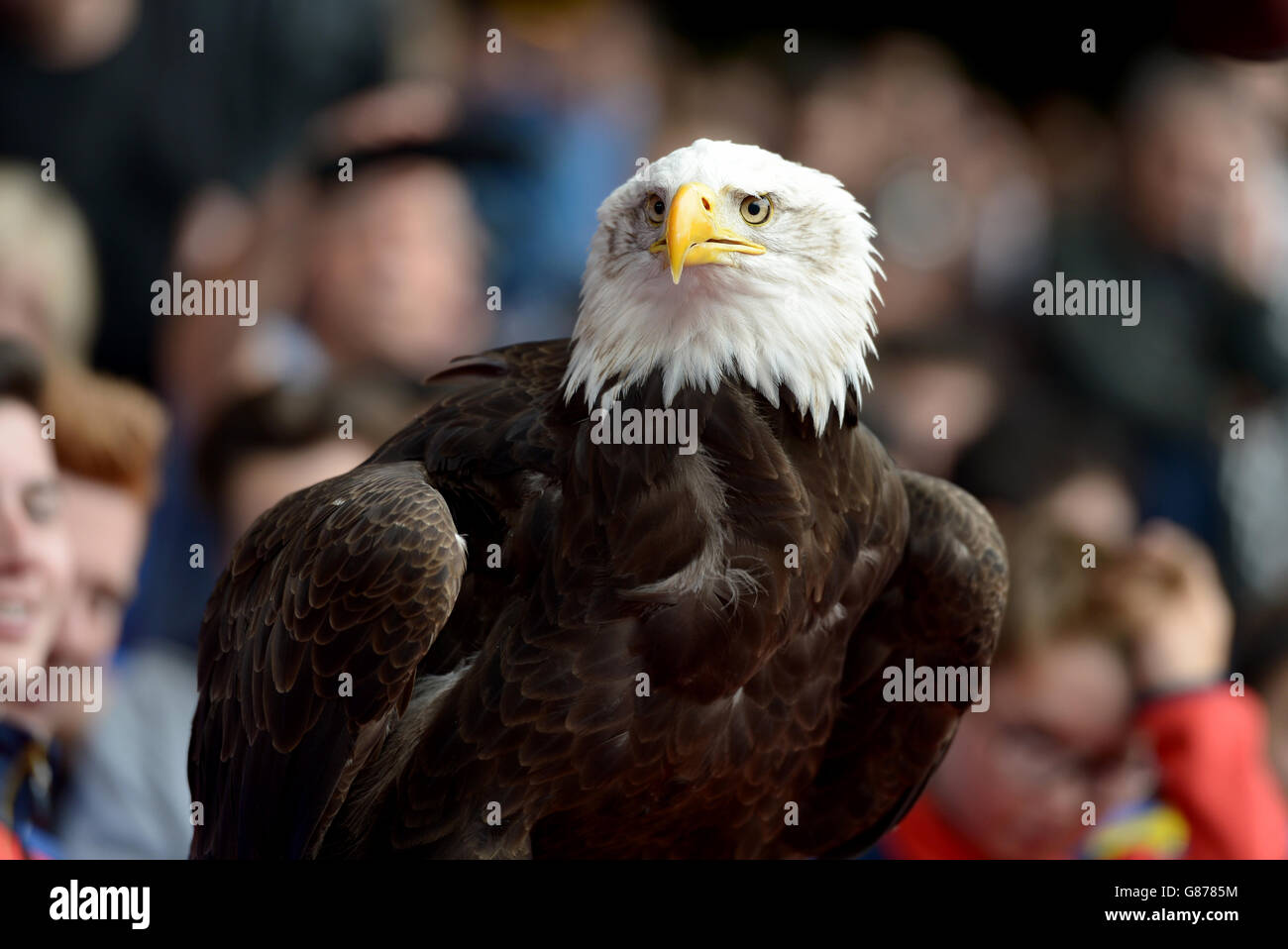 Kayla the Eagle, Crystal Palace mascot, during the Barclays Premier ...