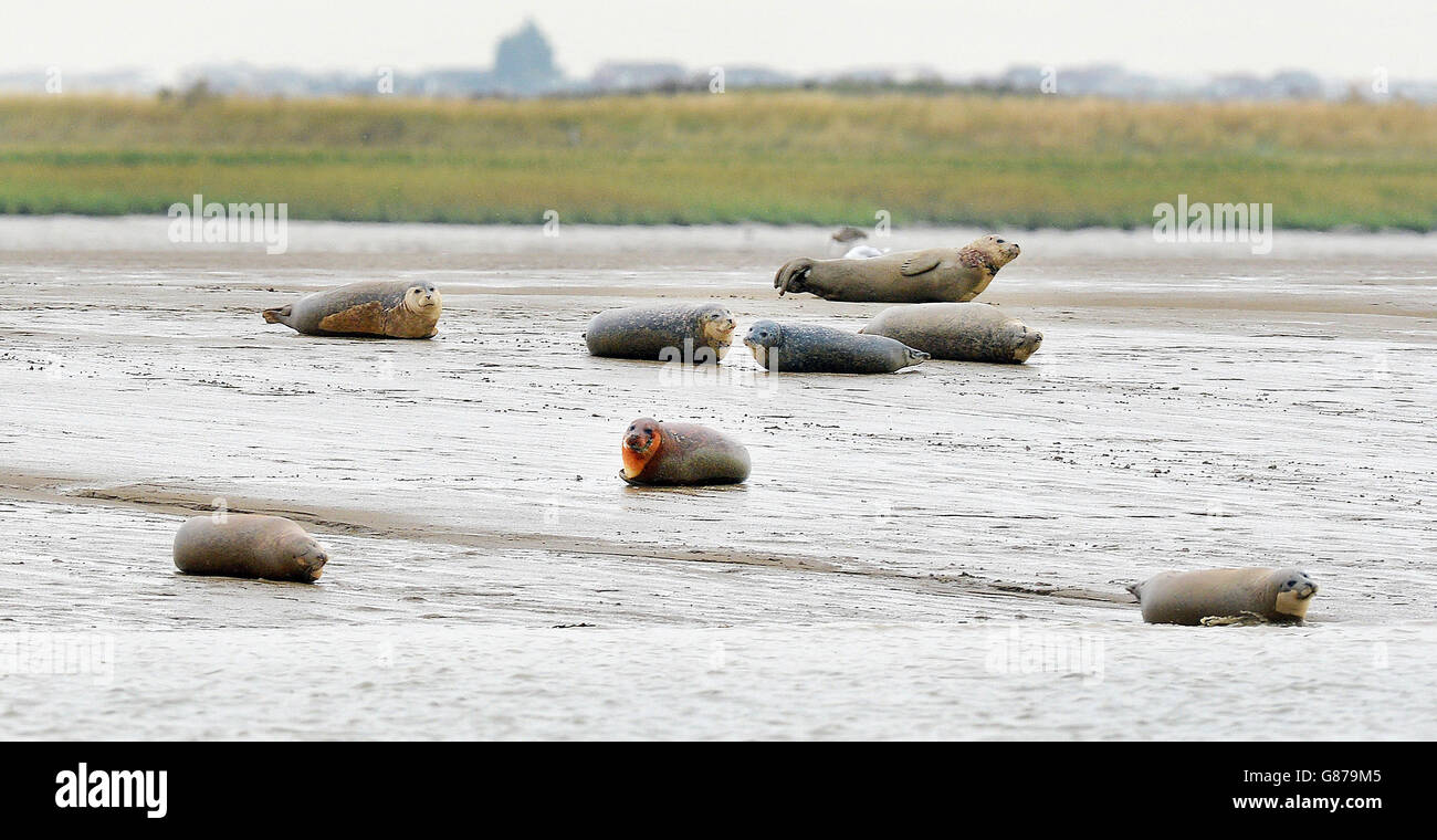 Thames estuary seal count hi-res stock photography and images - Alamy