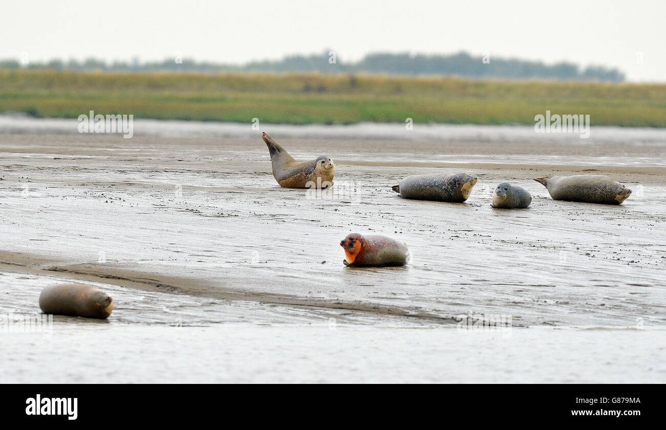 Thames estuary seal count hi-res stock photography and images - Alamy