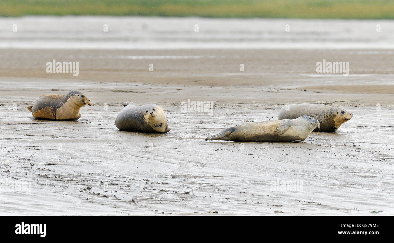 Thames estuary seal count hi-res stock photography and images - Alamy
