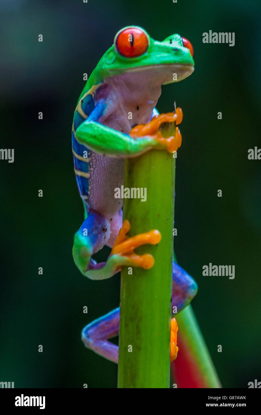 Red-Eyed Tree Frog in costa rican rain forest Stock Photo - Alamy