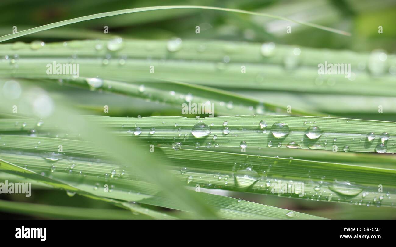 Liquid dew hi-res stock photography and images - Alamy