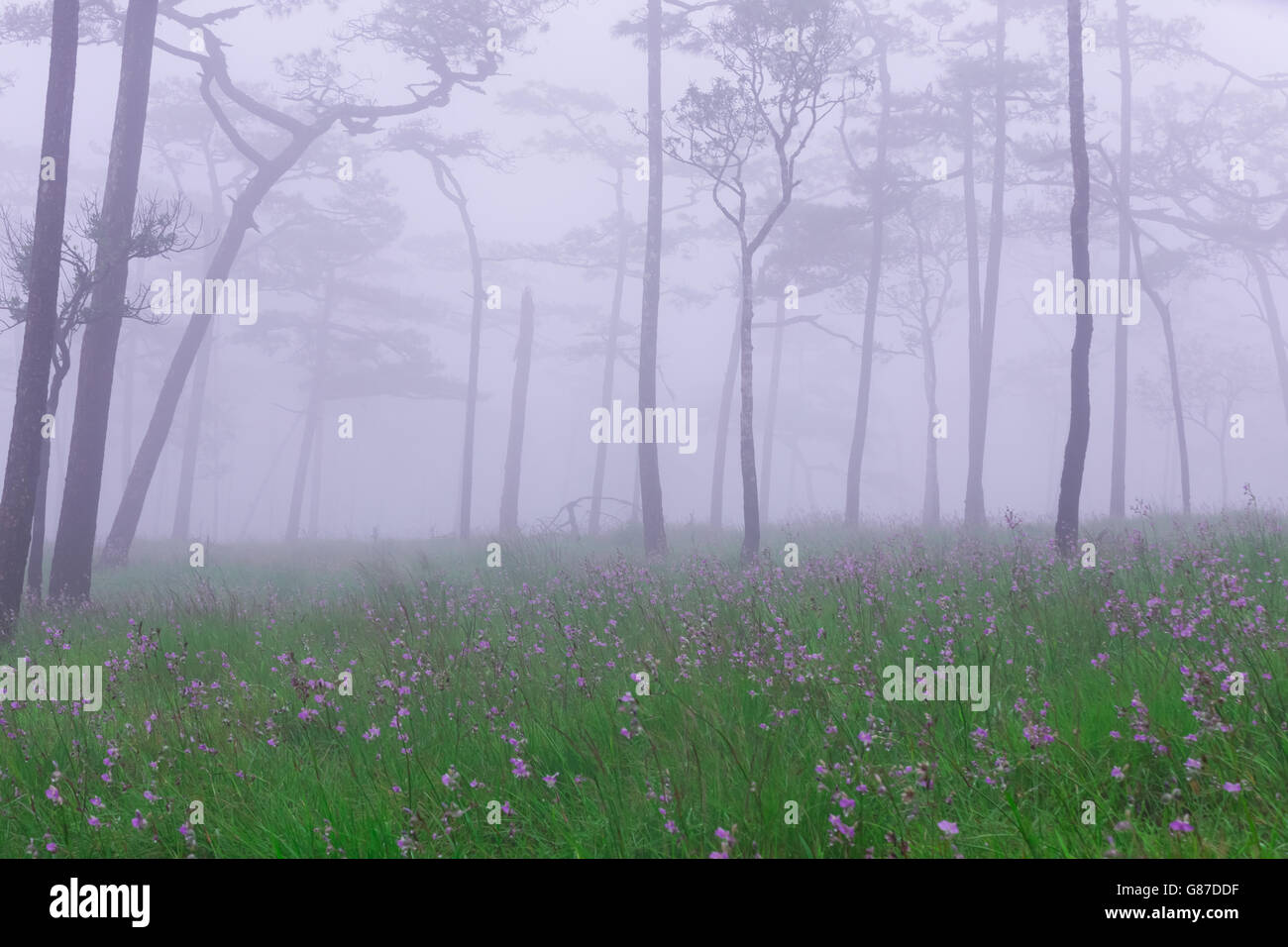 Purple leaf pine hi-res stock photography and images - Alamy