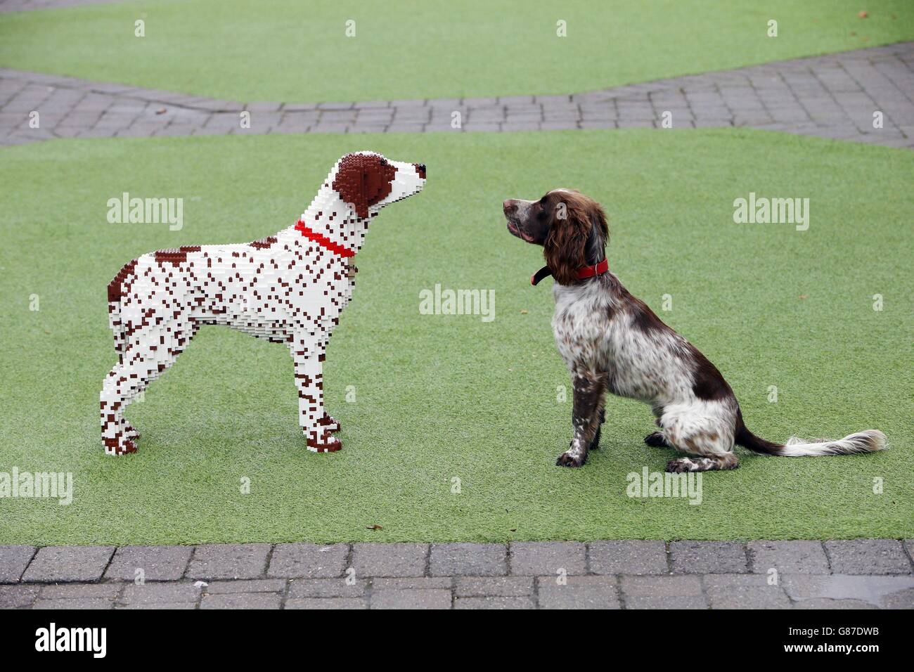 Sprocker Spaniel Sully looks at the exact LEGO double of himself which ...