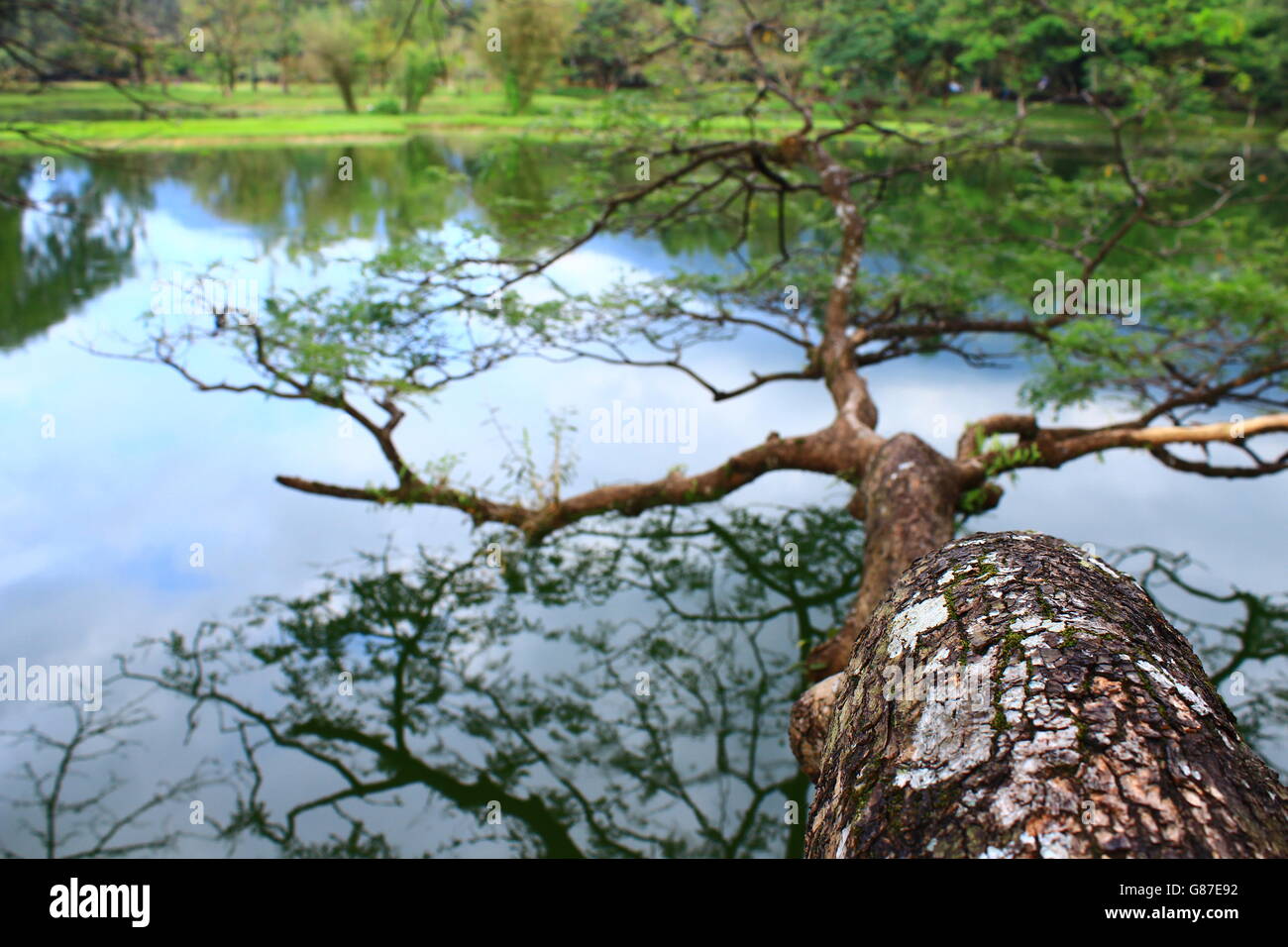 A tree laying on the lake Stock Photo - Alamy