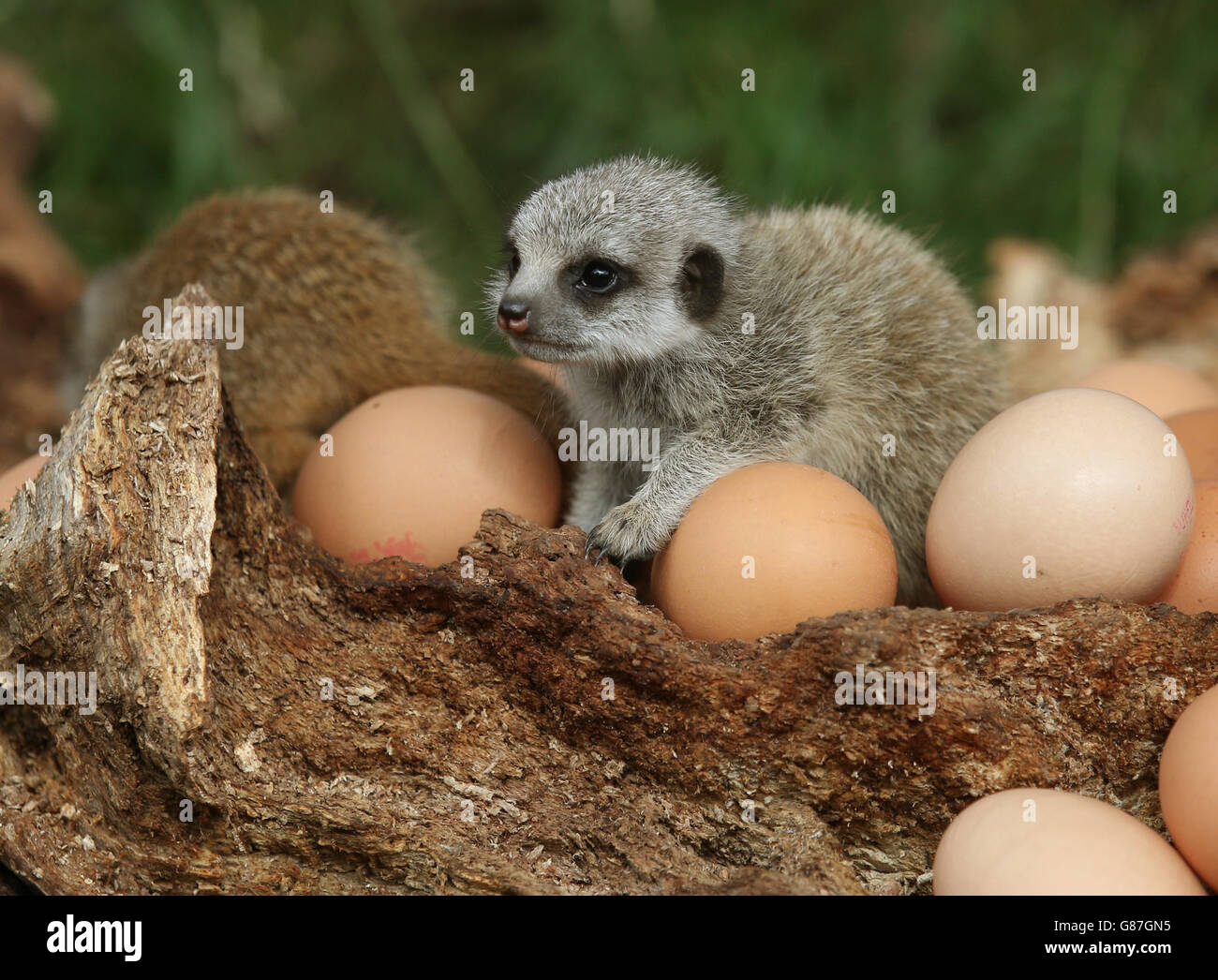 Four week-old meerkat Marty after making its first appearance from ...