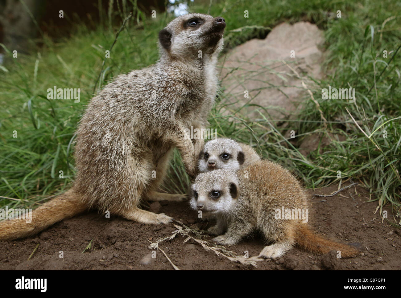 Four week-old meerkats Marty and Pellow with their mother after making ...