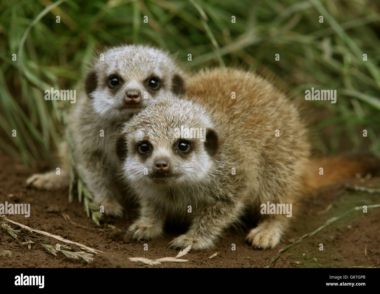 Cute Burrowing Animals