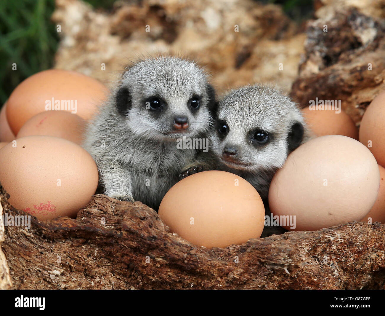 Four week-old meerkats Marty and Pellow after making their first ...