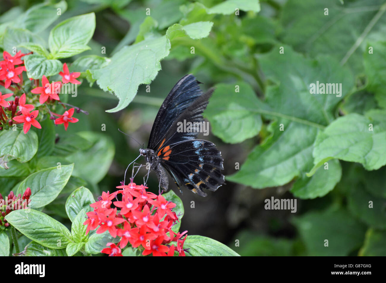 Butterfly in the garden Stock Photo - Alamy