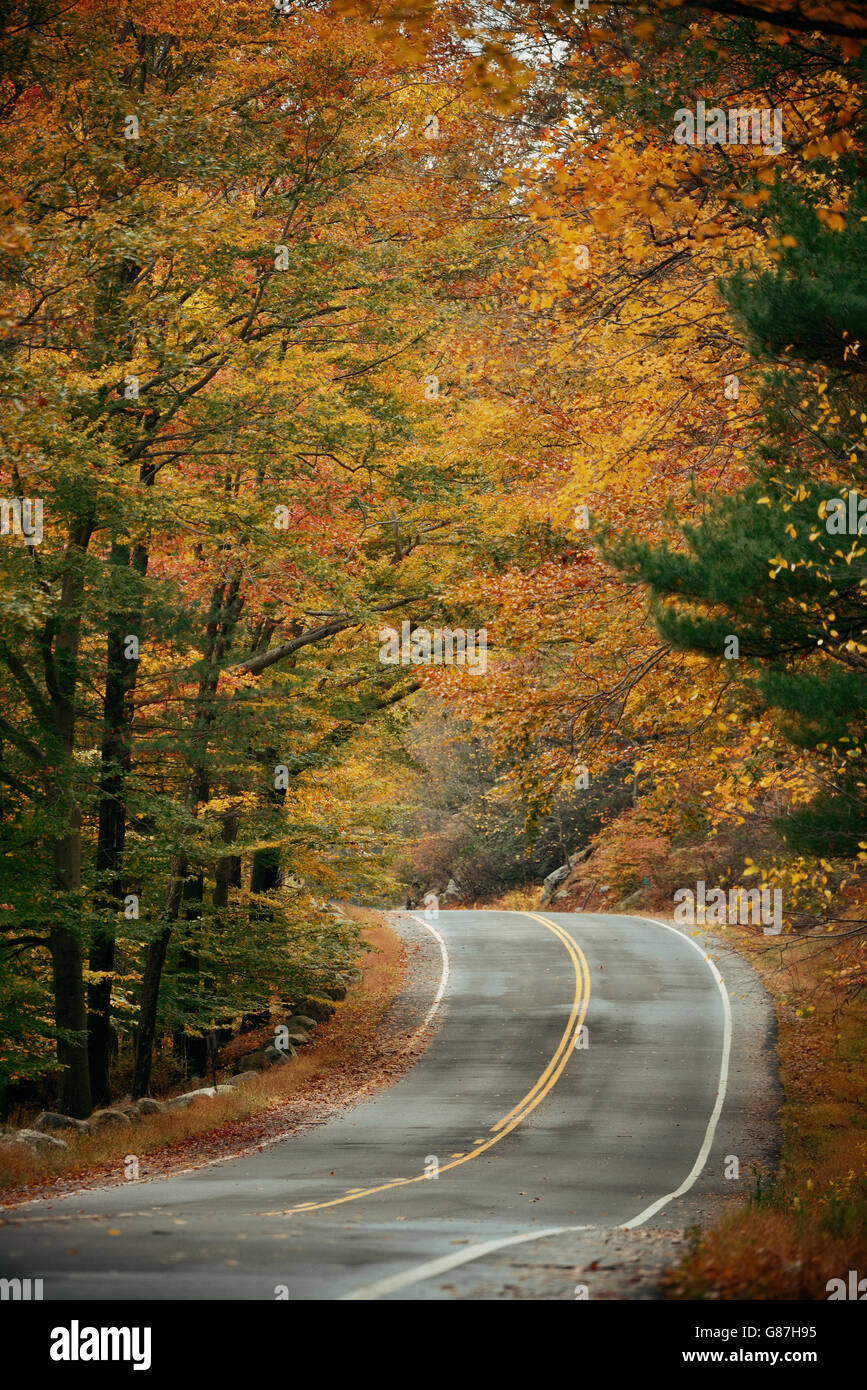 Autumn foliage in forest with road Stock Photo - Alamy